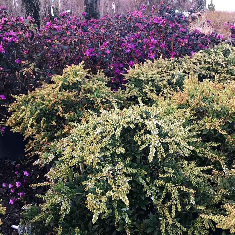 Pieris Cavatine